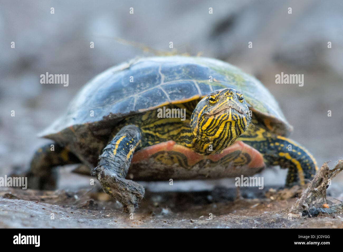 Western Painted Turtle, (Chrysemys picta bellii), walking through a ...