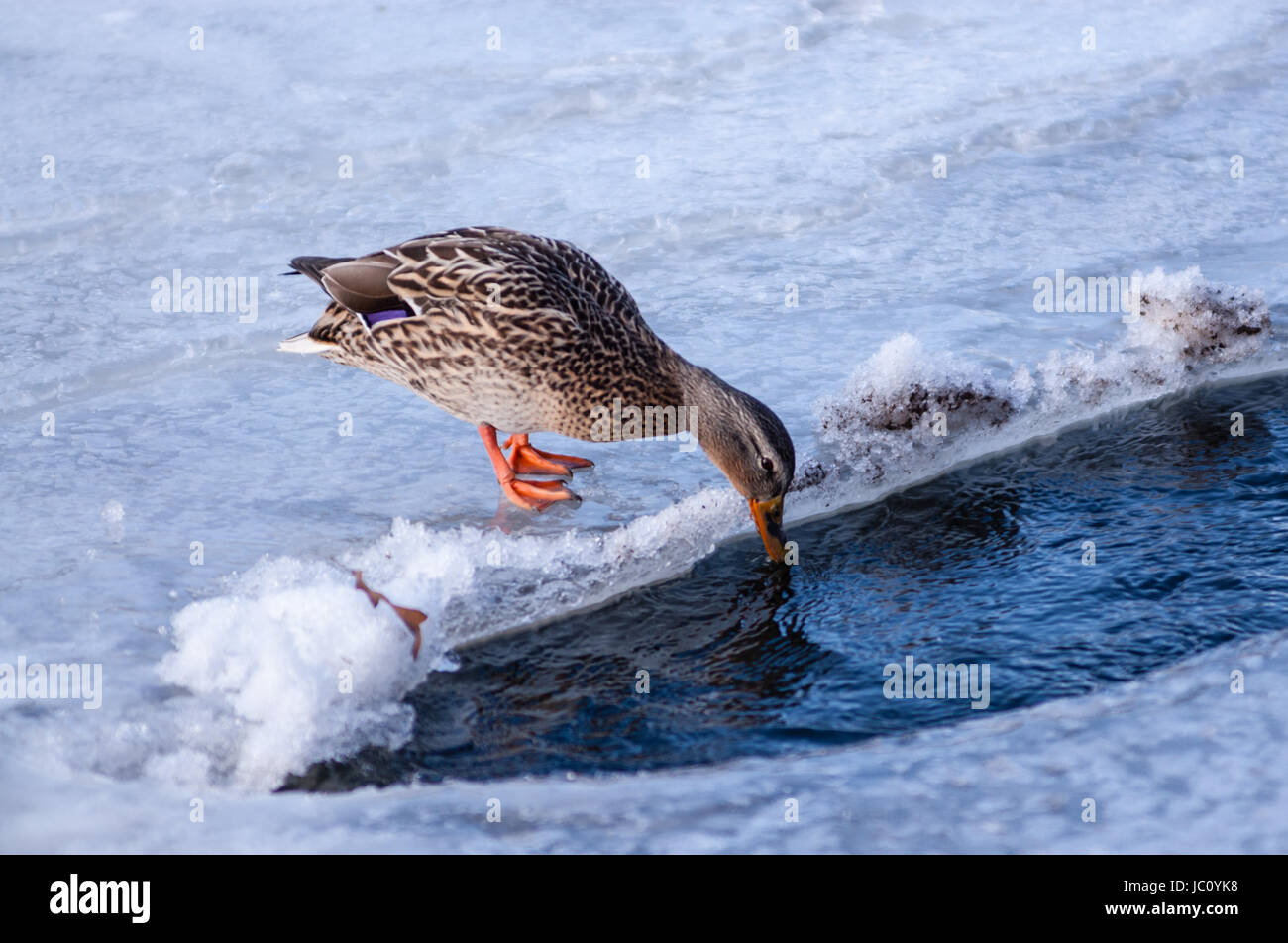 Mallard duck drinking water on hi-res stock photography and images - Alamy