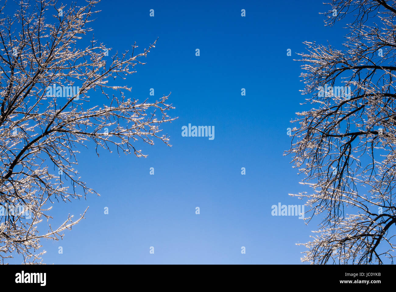 Clear blue sky between brightly lit frozen trees Stock Photo - Alamy