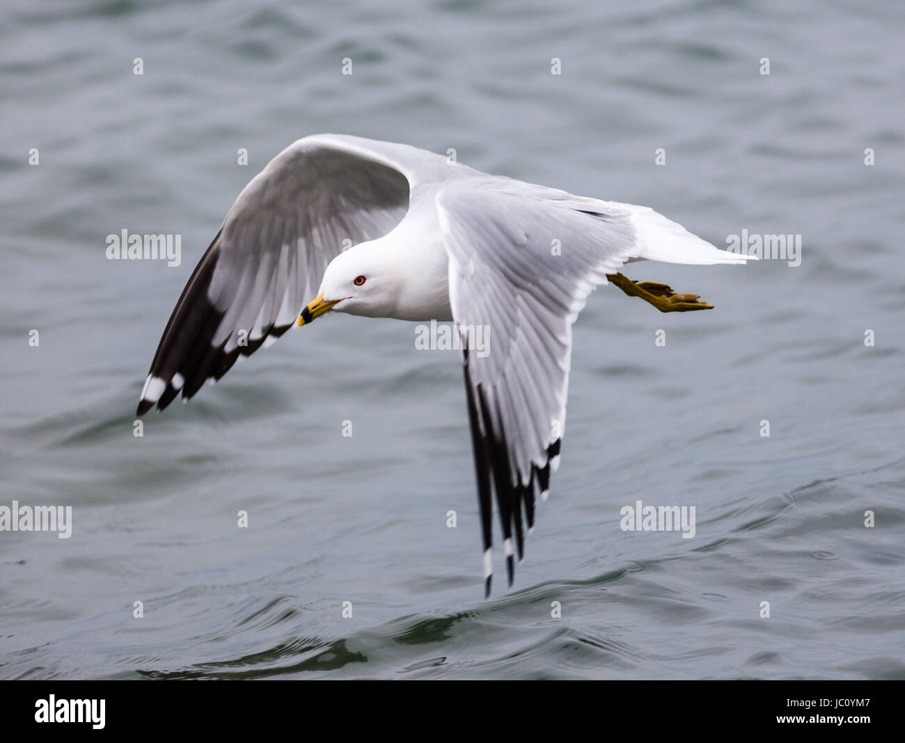 Seagull above water with wings open Stock Photo - Alamy