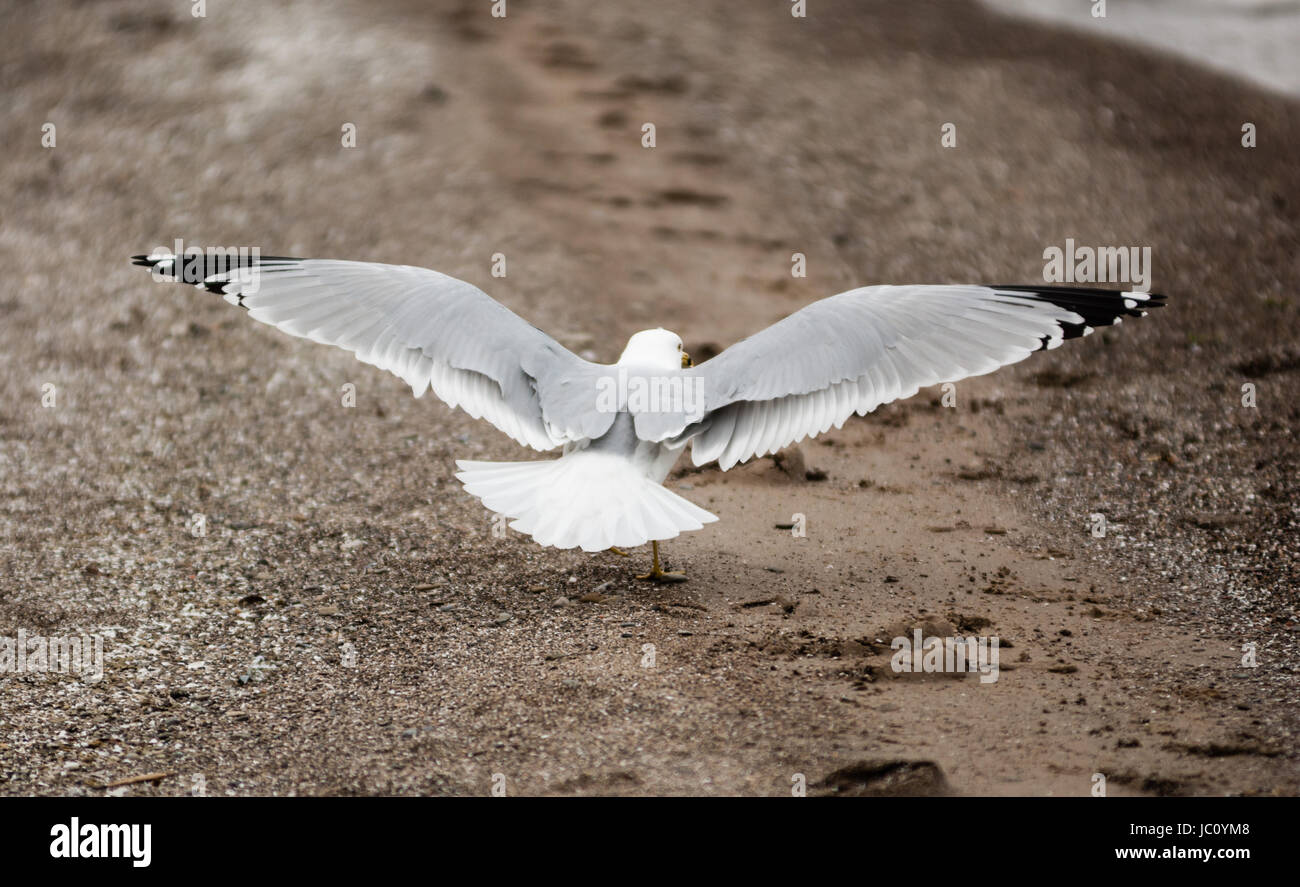 Seagull on sandy beach with wings and tail stretched out Stock Photo ...