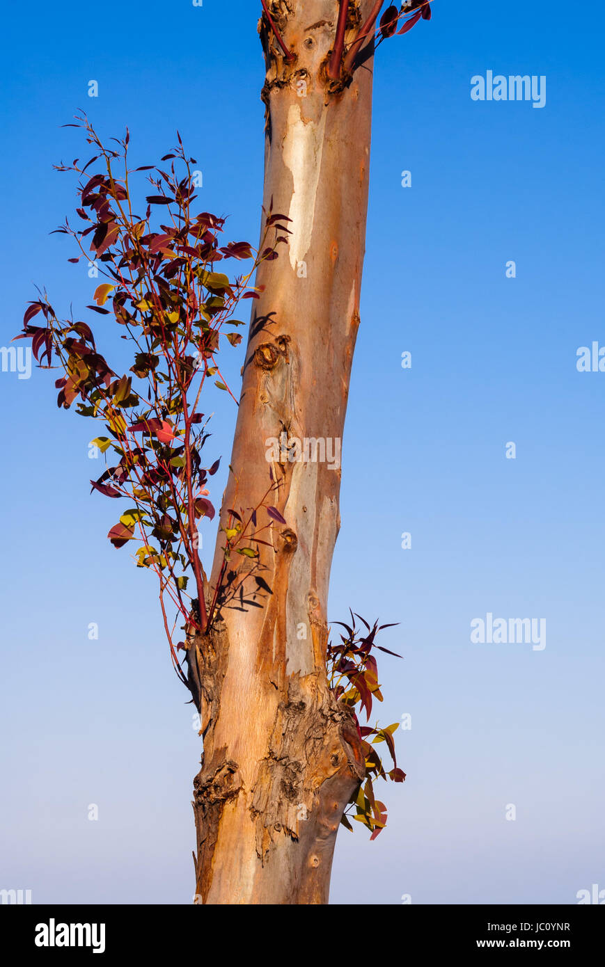 Barkless branch hi-res stock photography and images - Alamy