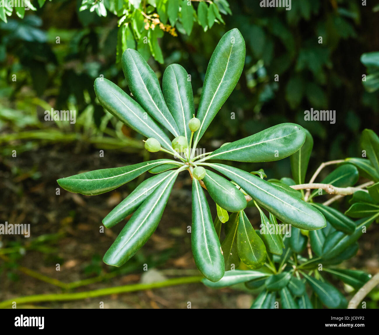 Head of green plant with multiple leaves and seeds Stock Photo - Alamy