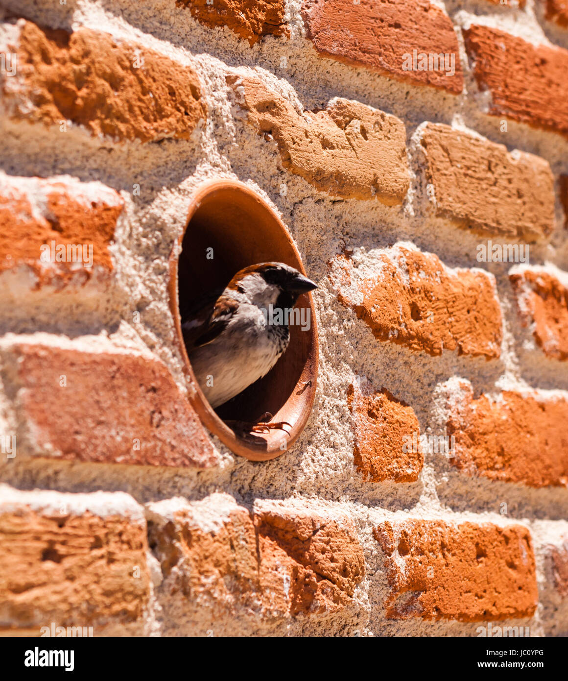 Bird standing in circular hole in red brick and mortar wall Stock Photo ...