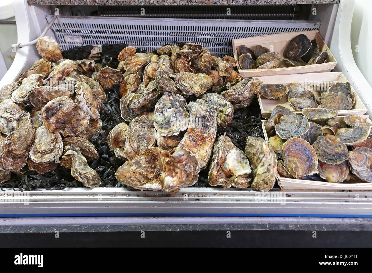 Seasonal rock oyster clams at fish market Stock Photo - Alamy