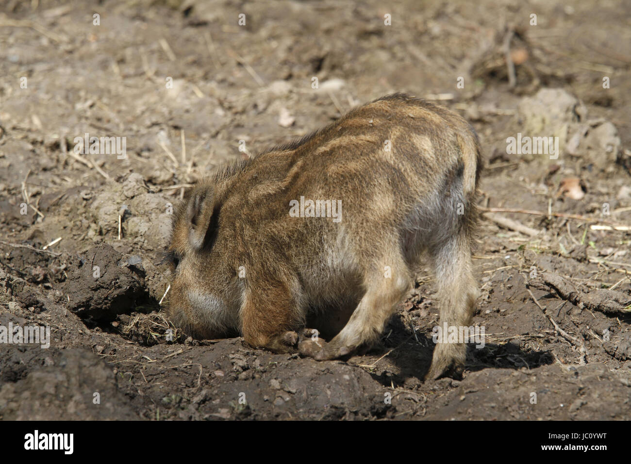 Wildschwein frischling hi-res stock photography and images - Alamy