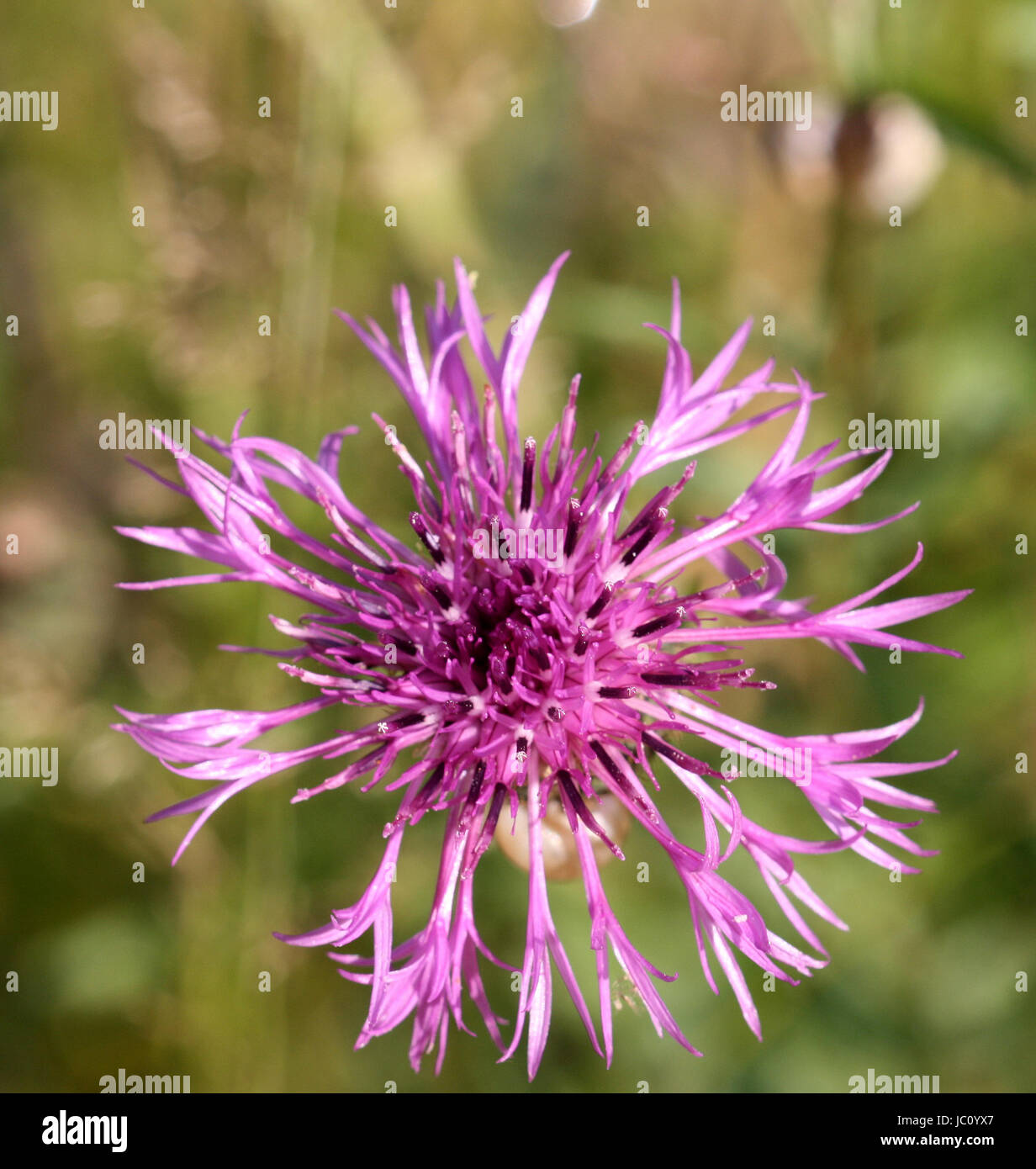 meadows - knapweed Stock Photo - Alamy