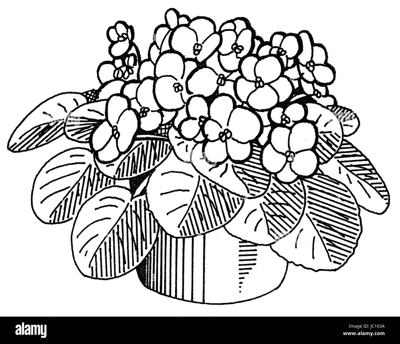 Blumensprache High Resolution Stock Photography and Images - Alamy