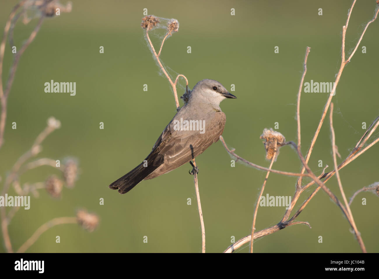 Western Kingbird, (Tyrannus verticalis), Bosque del Apache National ...