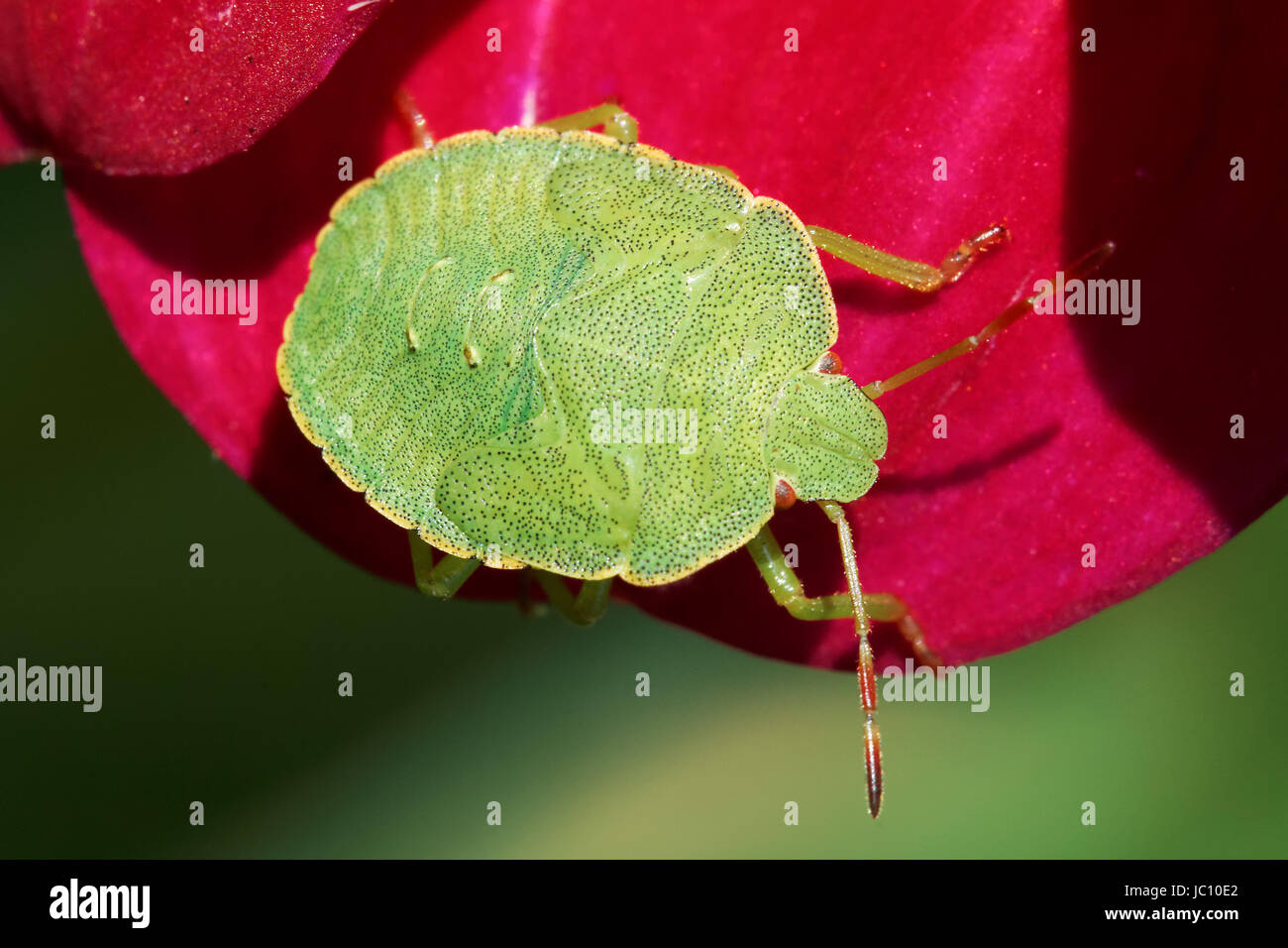 Gemeine stinkwanze hi-res stock photography and images - Alamy