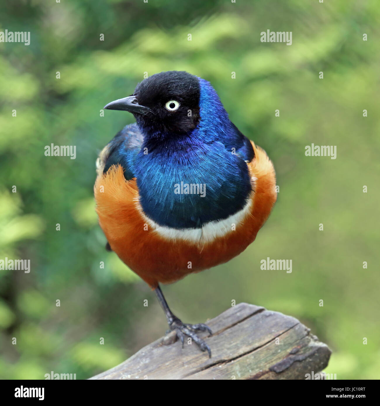 portrait superb starling Stock Photo - Alamy