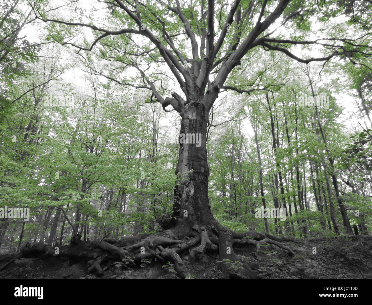 tree of life Stock Photo - Alamy