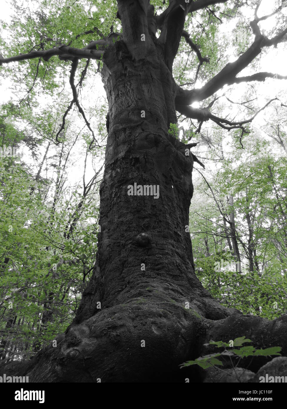 Miscellaneous hi-res stock photography and images - Alamy