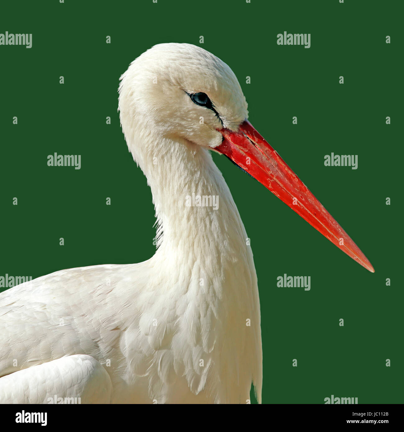 square animal world Stock Photo - Alamy