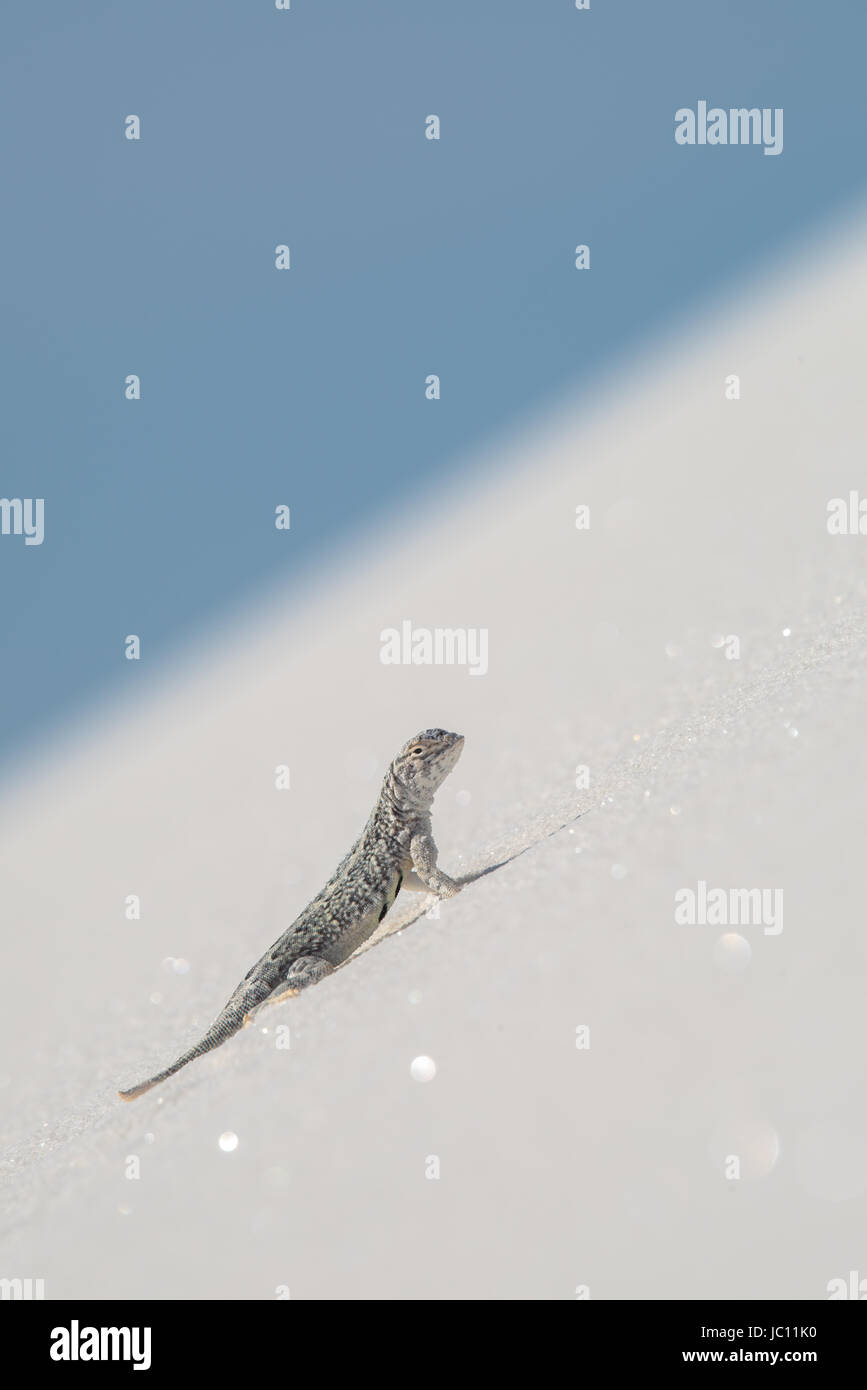 Bleached Earless Lizard, (Holbrookia maculata ruthveni), White Sands ...