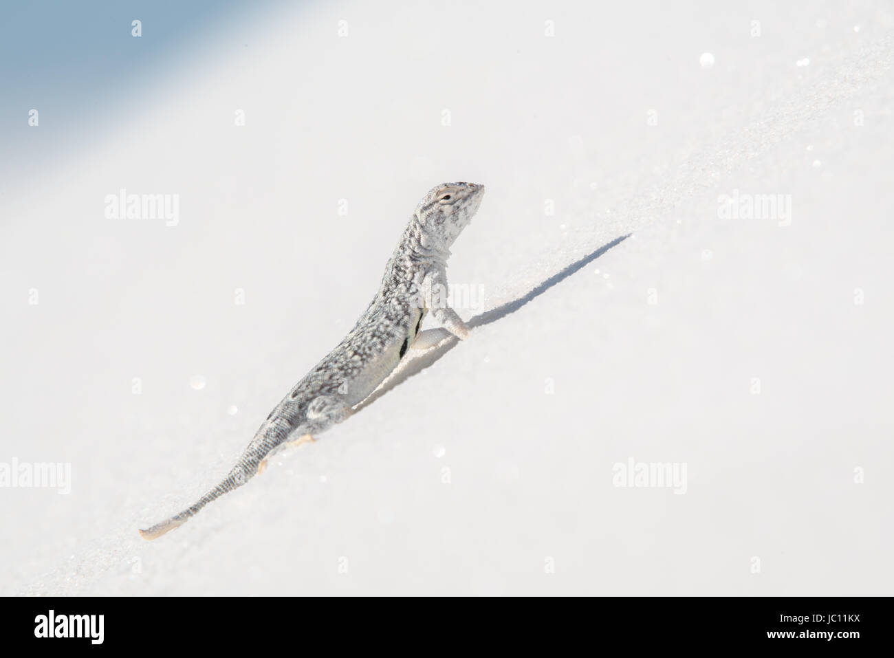 Bleached Earless Lizard, (Holbrookia maculata ruthveni), White Sands ...