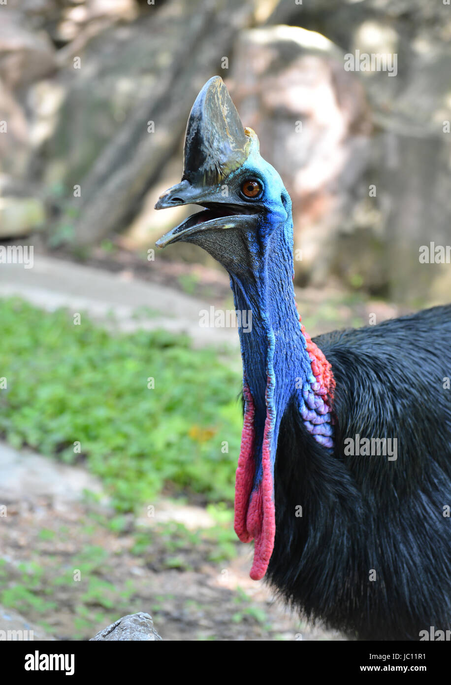 Cassowary angry hi-res stock photography and images - Alamy