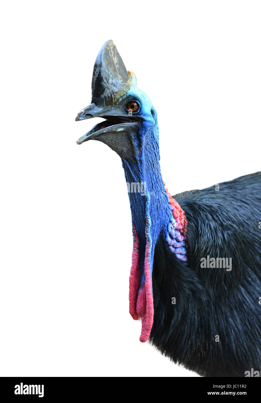 Cassowary angry hi-res stock photography and images - Alamy
