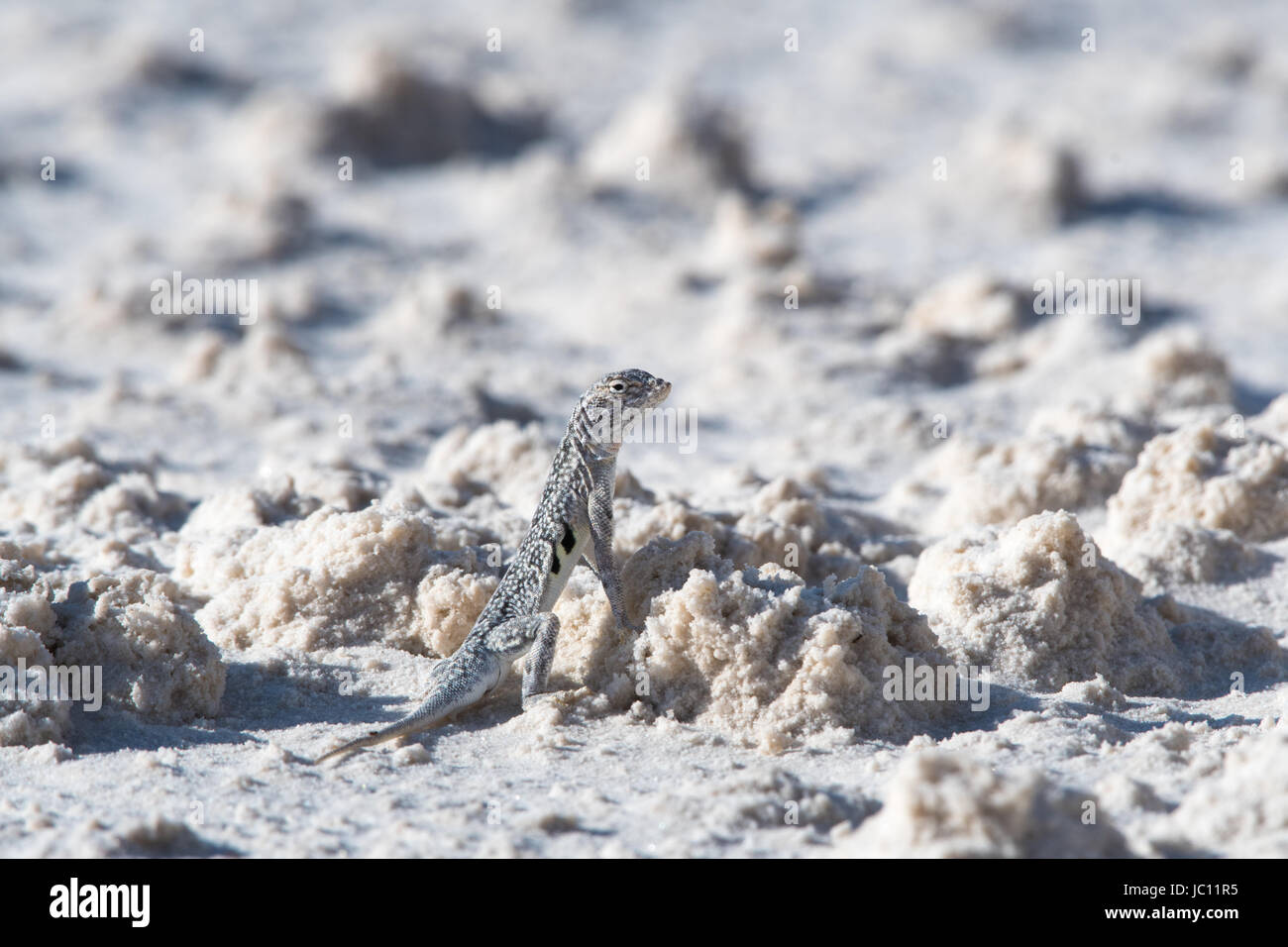 Bleached Earless Lizard, (Holbrookia maculata ruthveni), White Sands ...