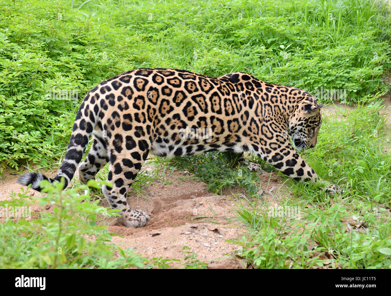 jaguar ( Panthera onca ) in nature Stock Photo - Alamy