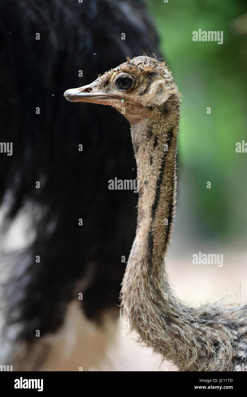 close up of ostrich head Stock Photo - Alamy