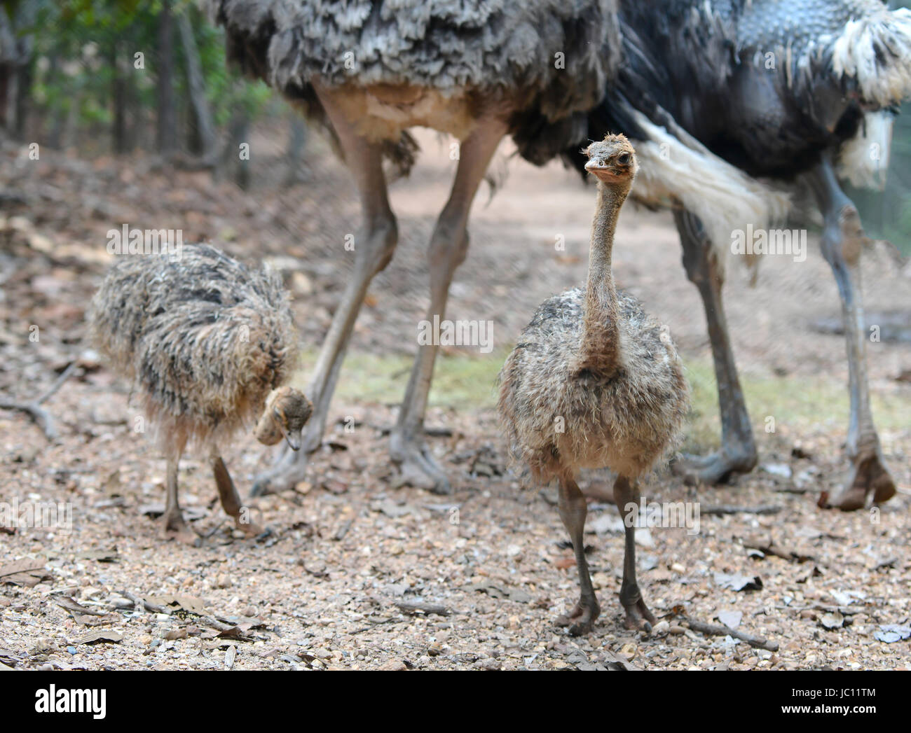 Baby ostrich isolated hi-res stock photography and images - Alamy