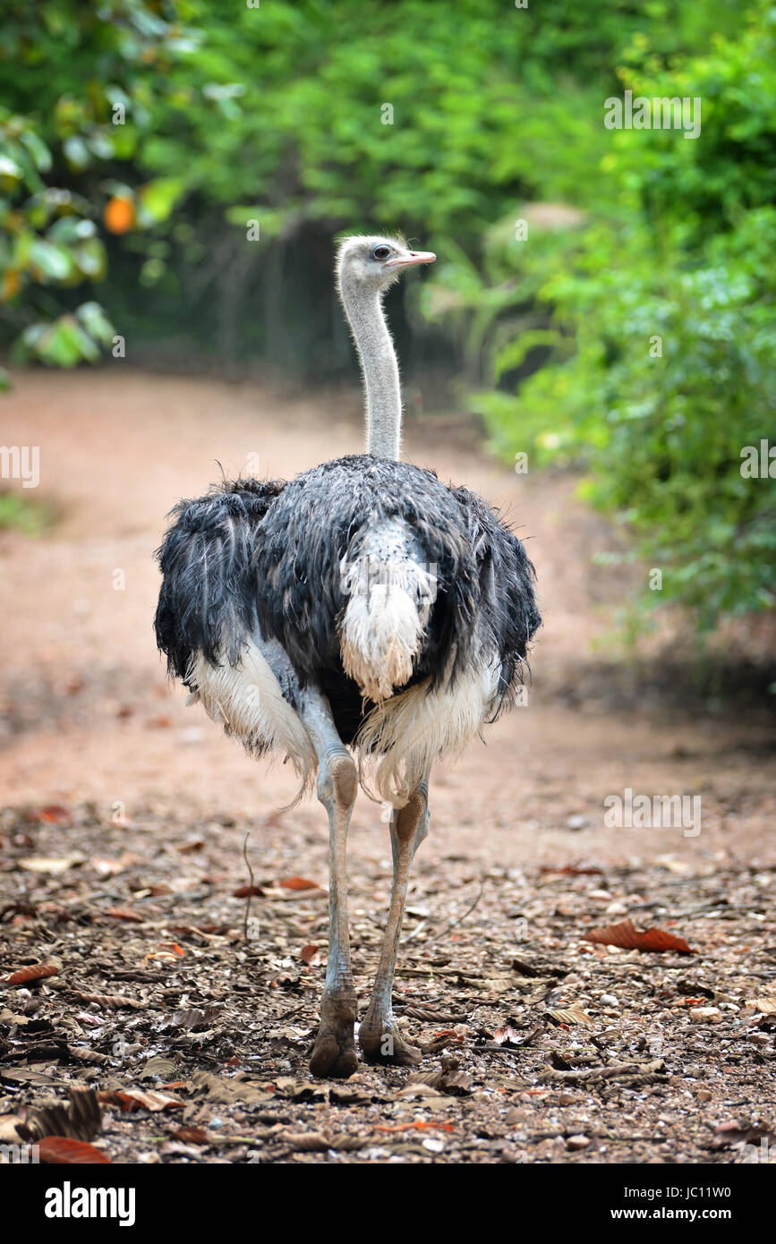 ostrich stay standing alone in nature Stock Photo - Alamy