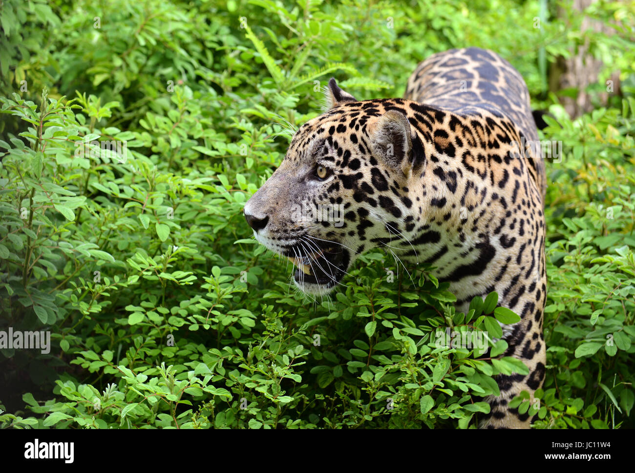 jaguar ( Panthera onca ) in nature Stock Photo - Alamy