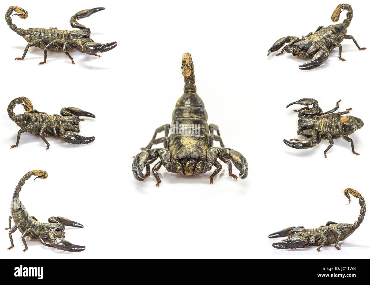 close up Scorpion set ( Pandinus imperator) on white background Stock ...