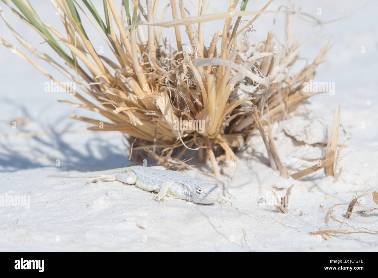 Bleached Earless Lizard, (Holbrookia maculata ruthveni), White Sands ...