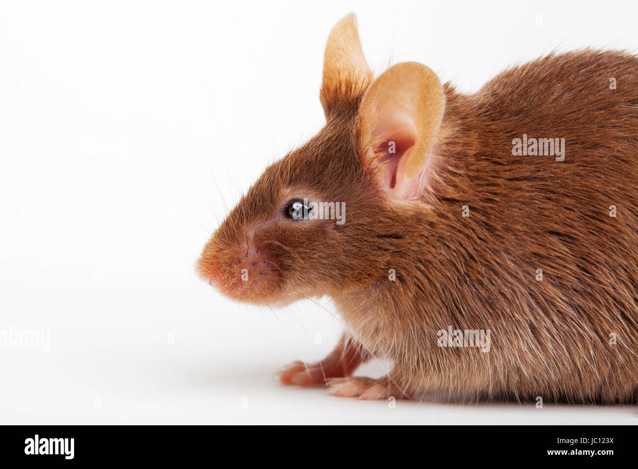 Lab animal hamster hi-res stock photography and images - Alamy