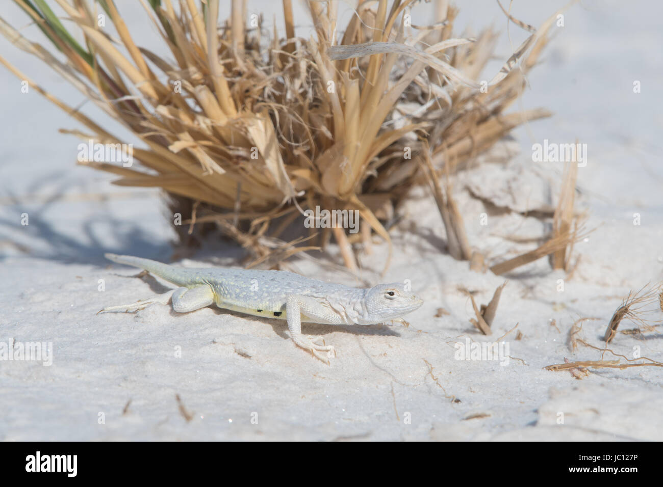 Bleached Earless Lizard, (Holbrookia maculata ruthveni), White Sands ...