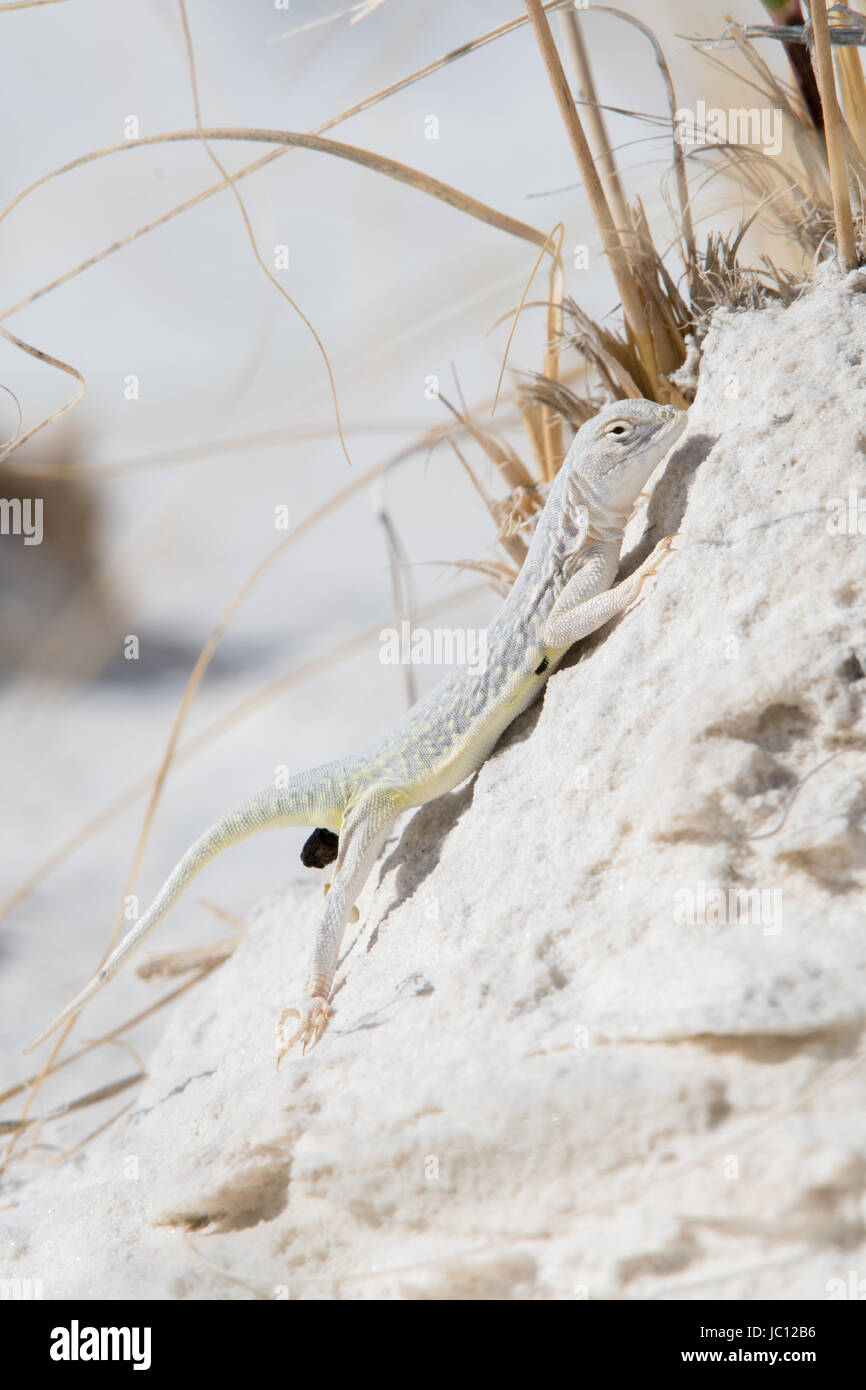 Bleached Earless Lizard, (Holbrookia maculata ruthveni), White Sands ...
