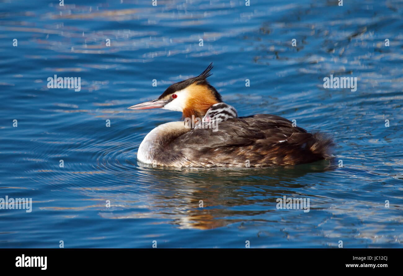 Crested grebe duck, podiceps cristatus, and baby floating on water lake ...