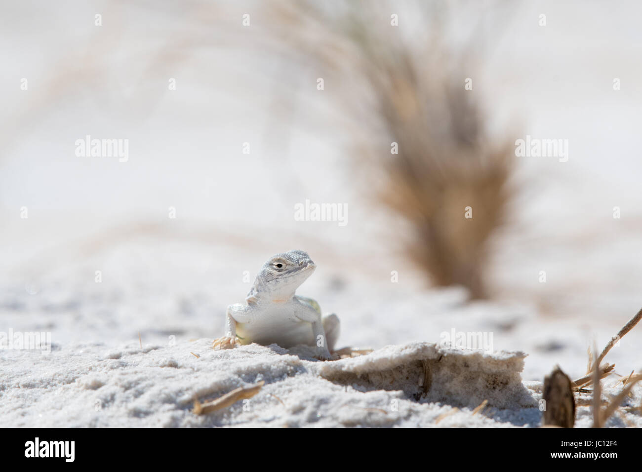 Bleached Earless Lizard, (Holbrookia maculata ruthveni), White Sands ...