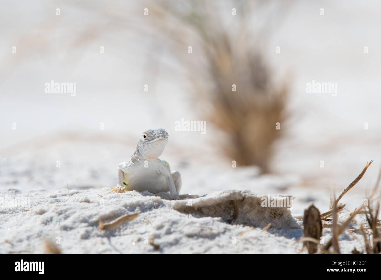 Bleached Earless Lizard, (Holbrookia maculata ruthveni), White Sands ...