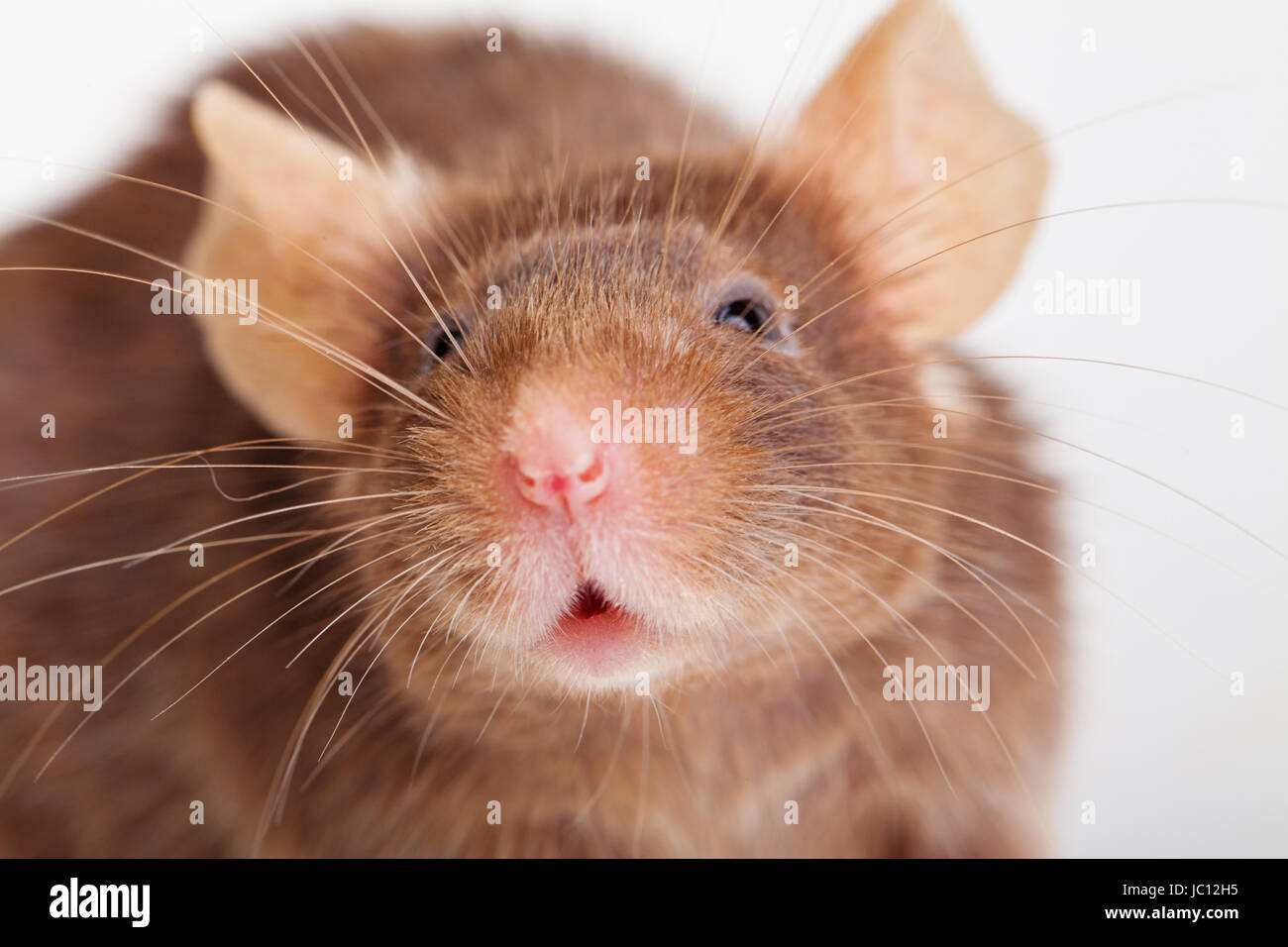 Lab hamster hi-res stock photography and images - Alamy