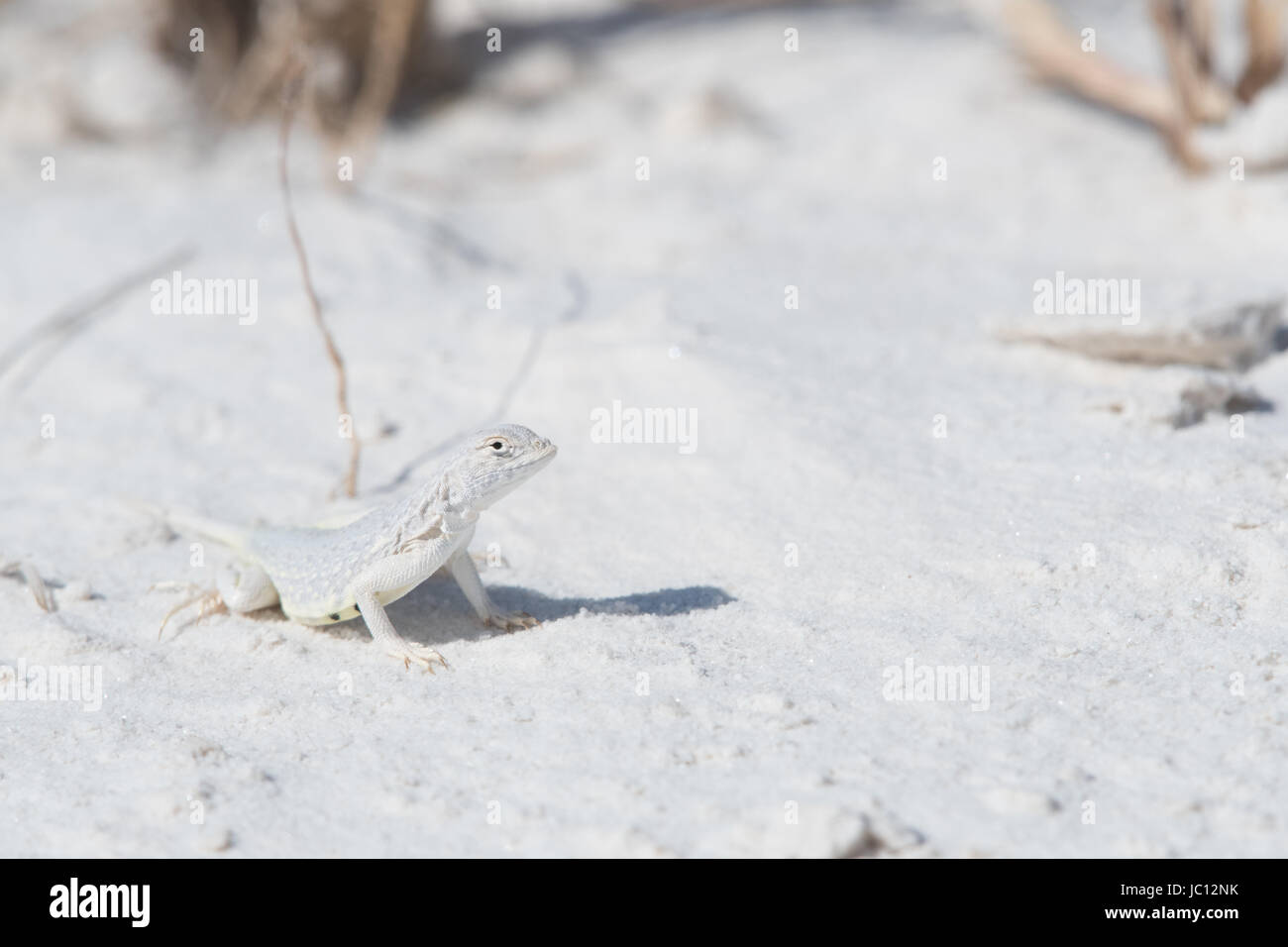 Bleached Earless Lizard, (Holbrookia maculata ruthveni), White Sands ...