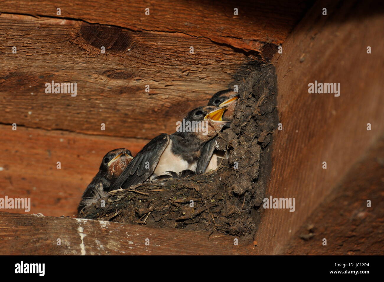Swallow nest monastery hi-res stock photography and images - Alamy