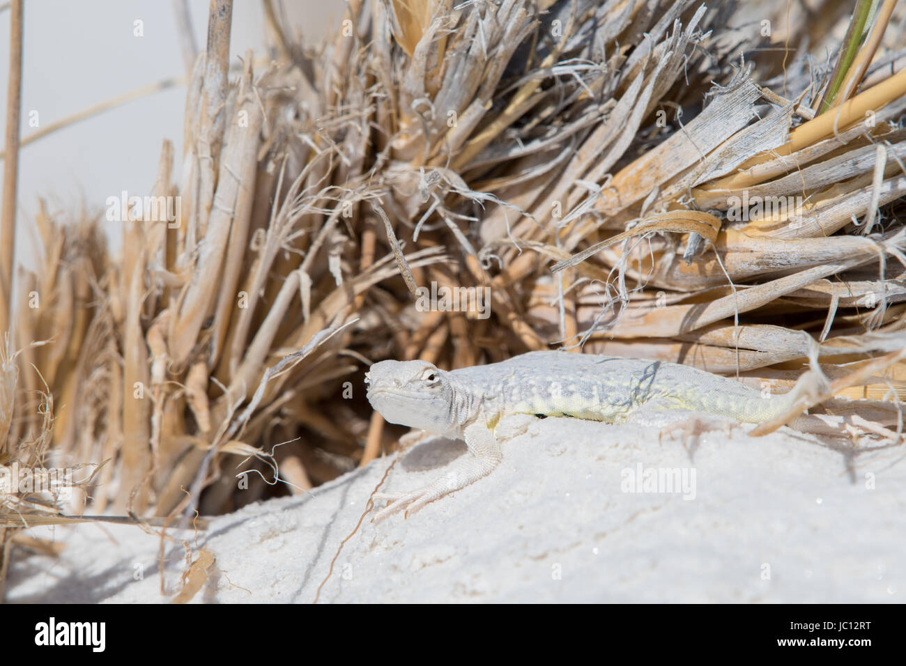Bleached Earless Lizard, (Holbrookia maculata ruthveni), White Sands ...