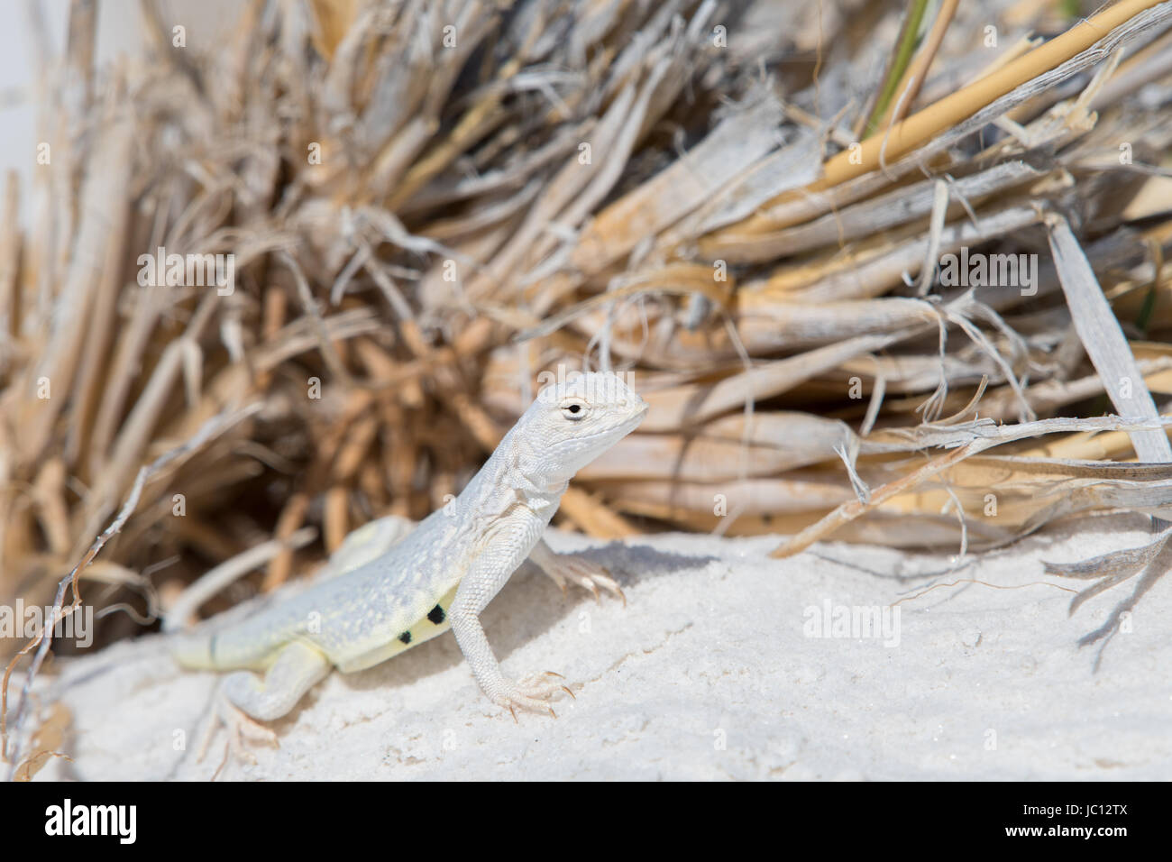 Bleached Earless Lizard, (Holbrookia maculata ruthveni), White Sands ...