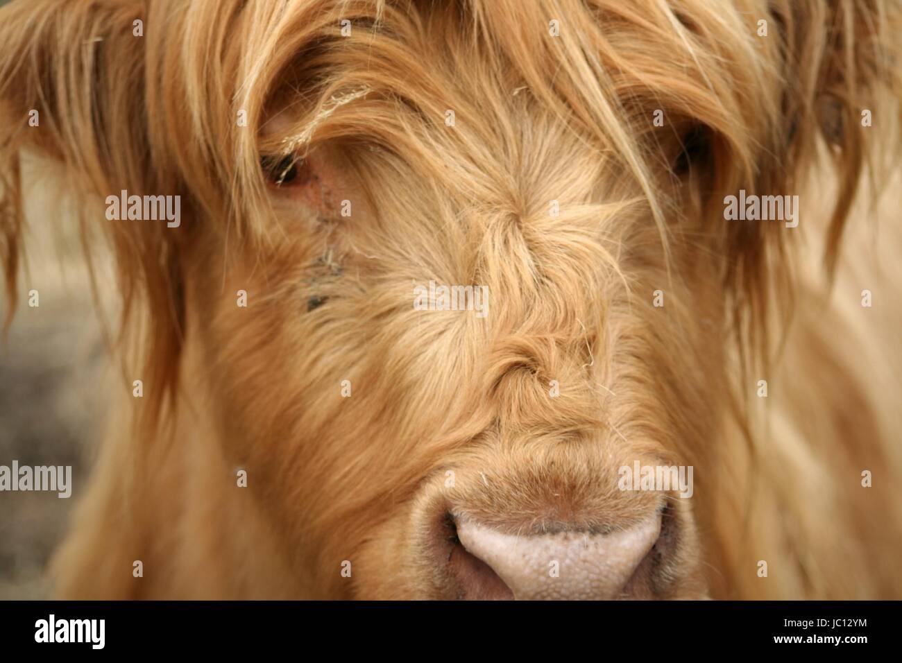 highland cattle - offspring Stock Photo - Alamy