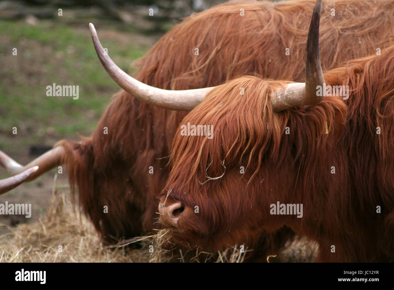 scottish highland cattle Stock Photo - Alamy