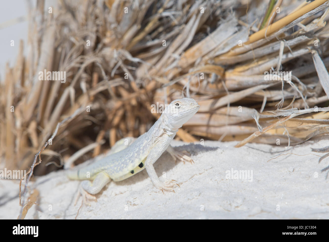 Bleached Earless Lizard, (Holbrookia maculata ruthveni), White Sands ...