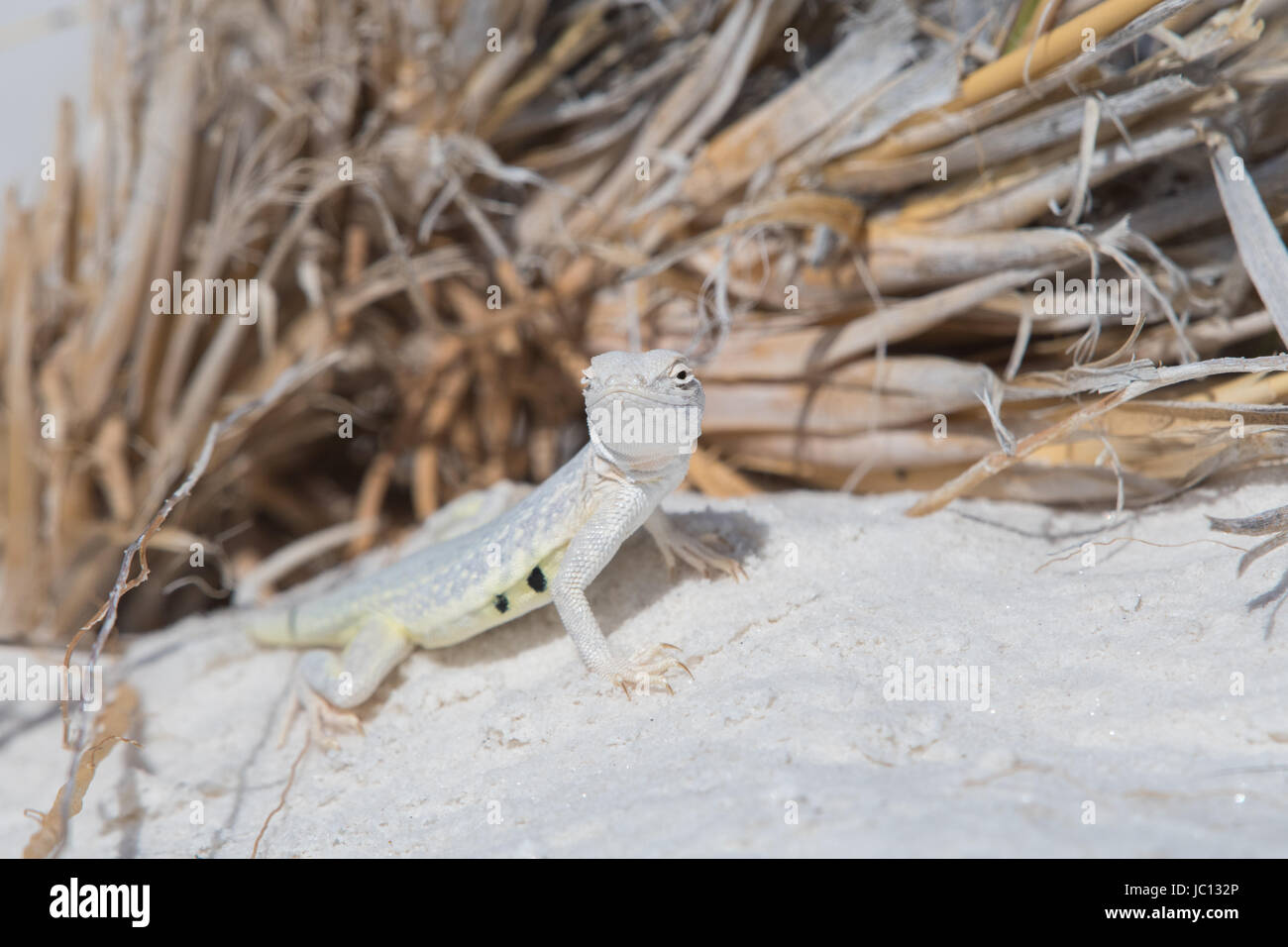 Bleached Earless Lizard, (Holbrookia maculata ruthveni), White Sands ...
