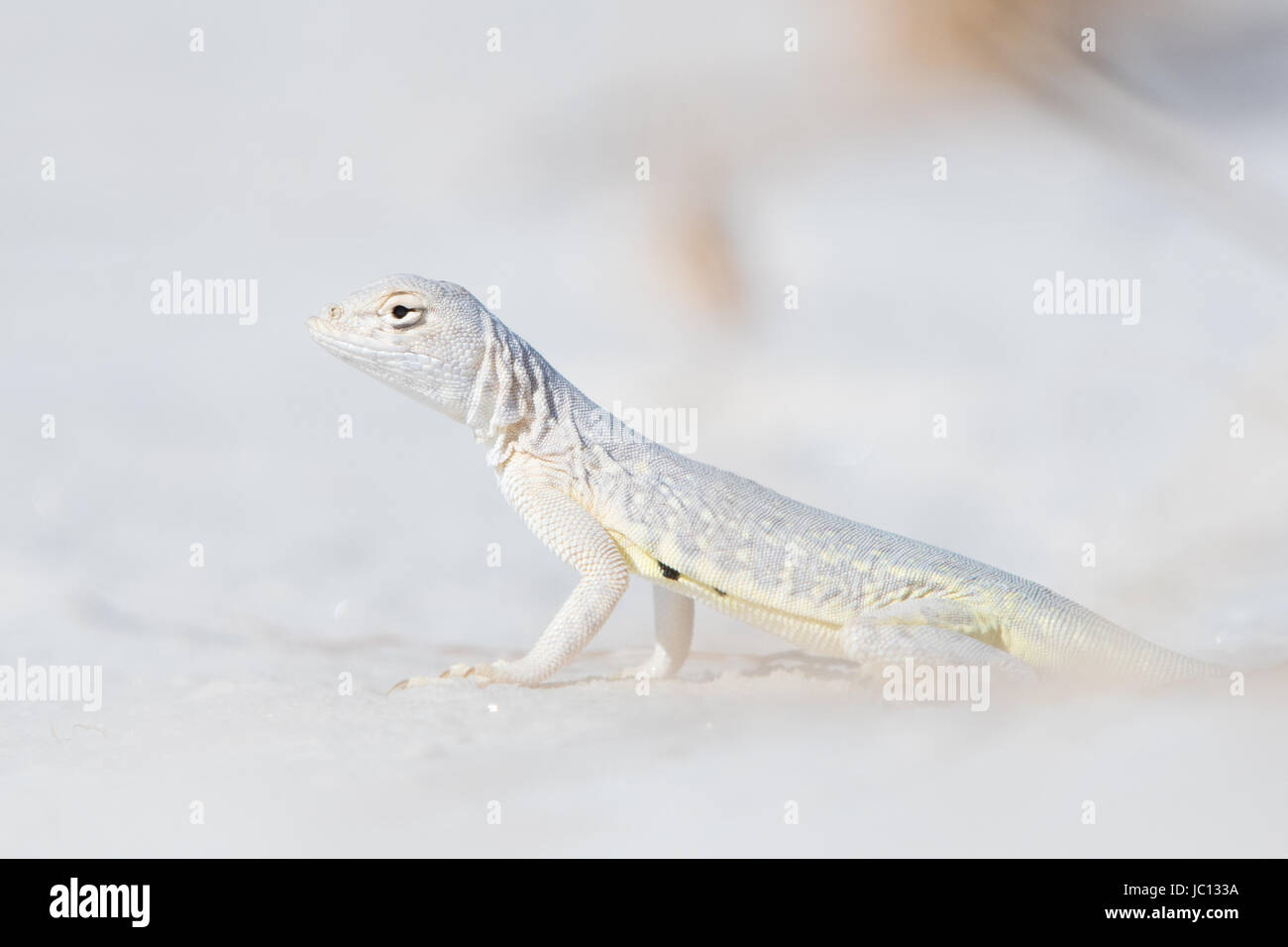 Bleached Earless Lizard, (Holbrookia maculata ruthveni), White Sands ...