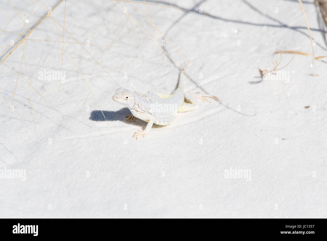 Bleached Earless Lizard, (Holbrookia maculata ruthveni), White Sands ...