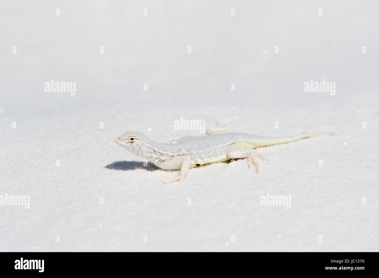 Bleached Earless Lizard, (Holbrookia maculata ruthveni), White Sands ...