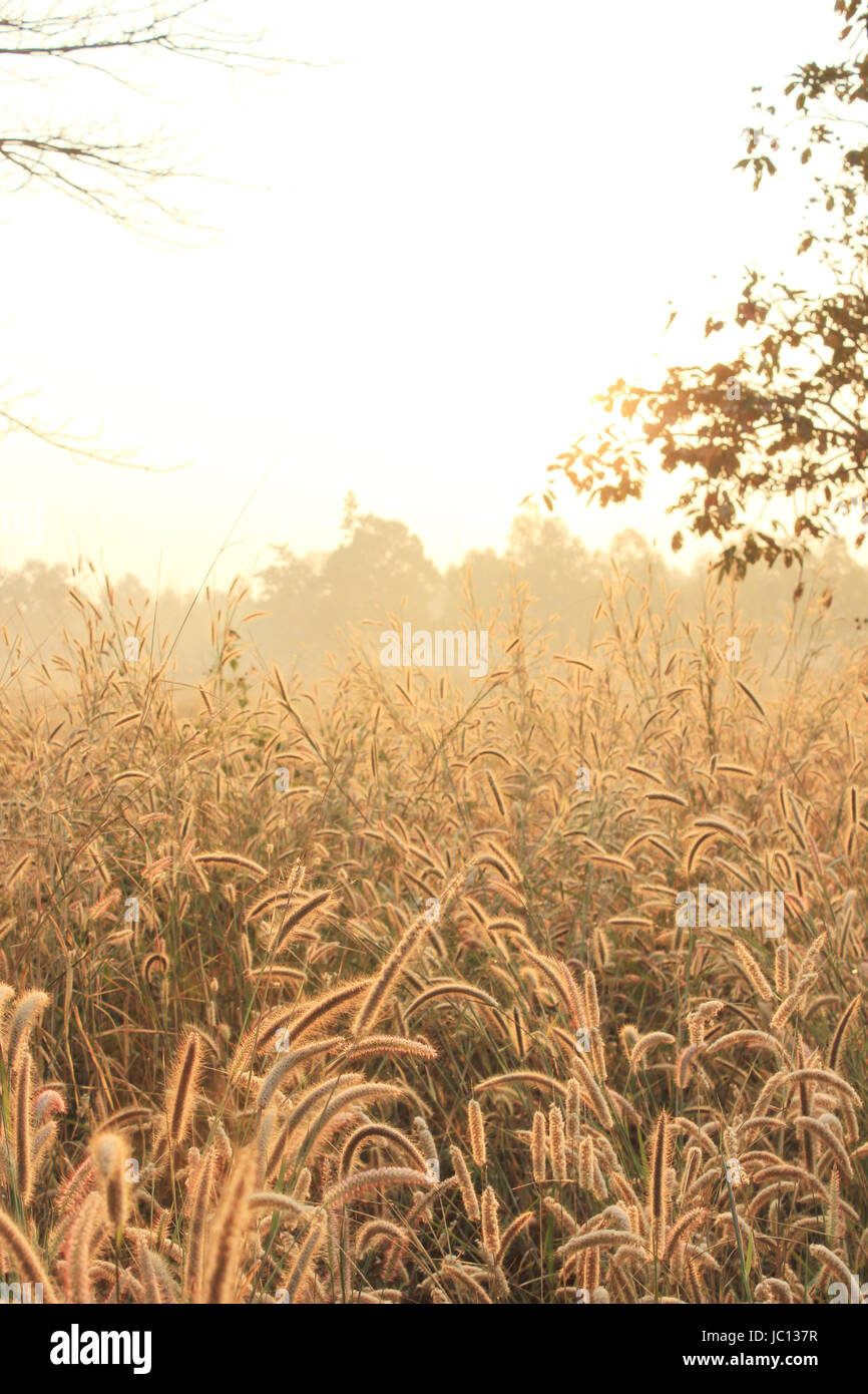 the sun goes up in the morning Stock Photo - Alamy