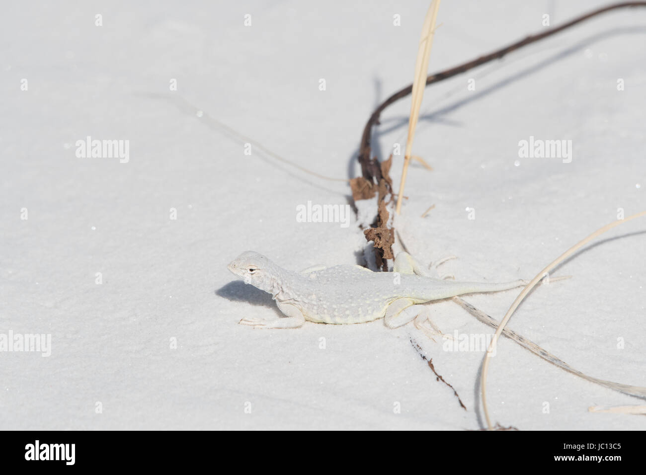 Bleached Earless Lizard, (Holbrookia maculata ruthveni), White Sands ...